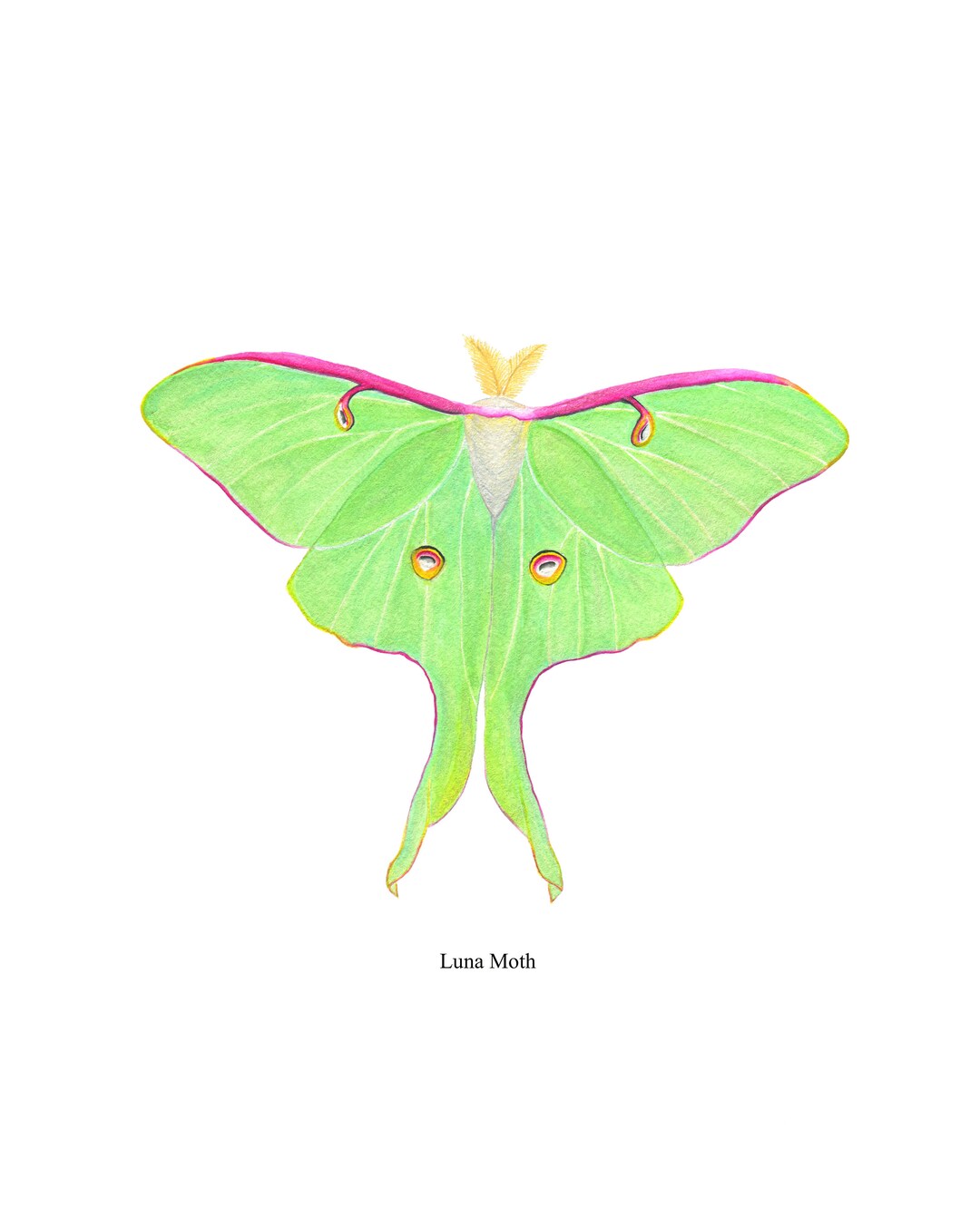 Luna Moth Watercolor Prints, Luna Moth Prints, Watercolor Art Print ...
