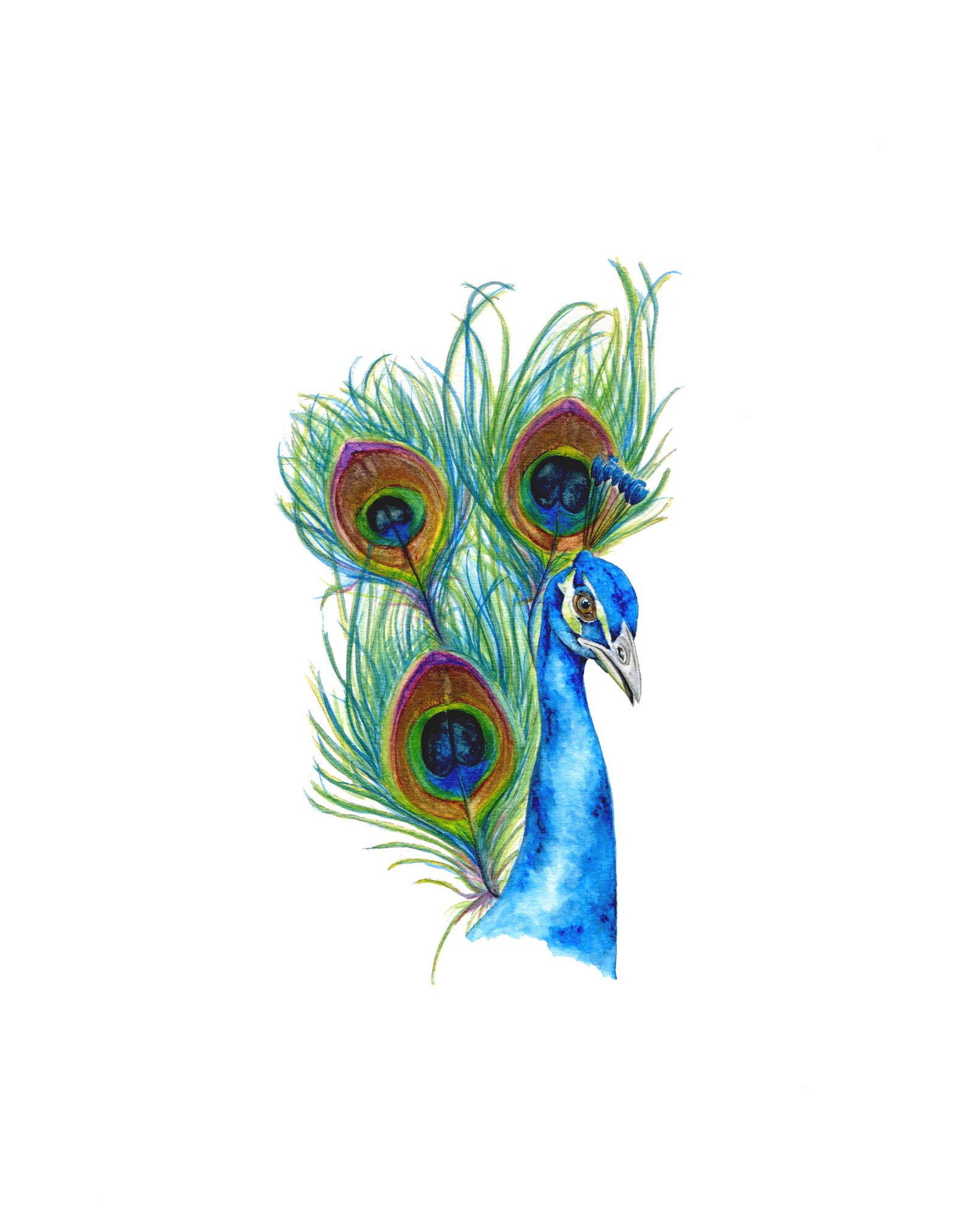 Peacock, Peacock Stickers, Peacock Vinyl Sticker, Vinyl Stickers ...