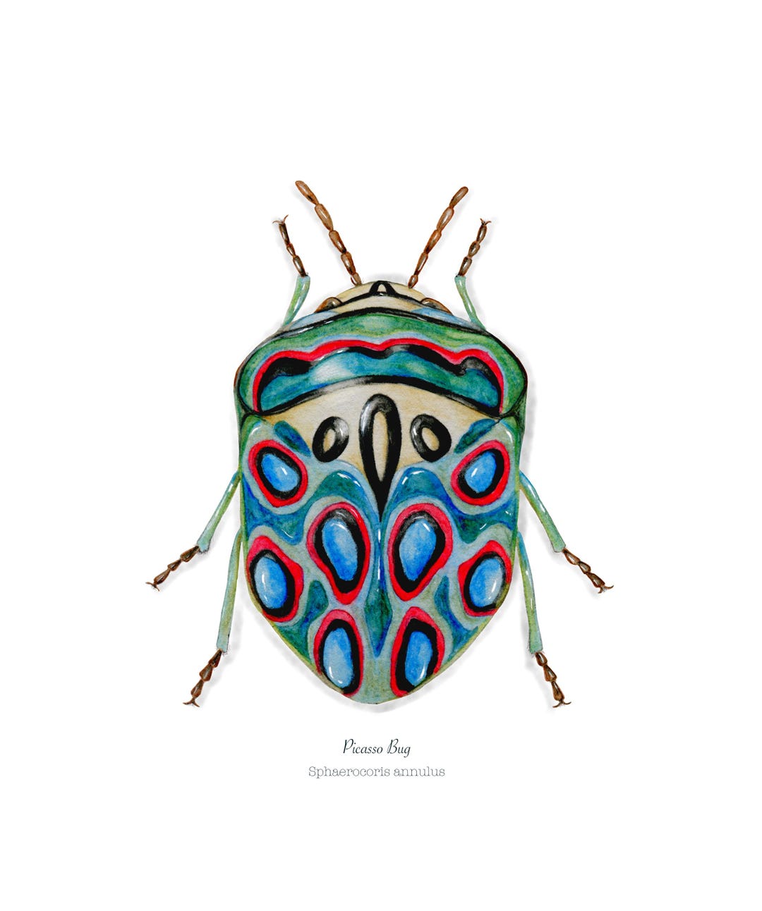 Picasso Bug, Insect Watercolor Painting, Giclee Prints, Insect Lover ...