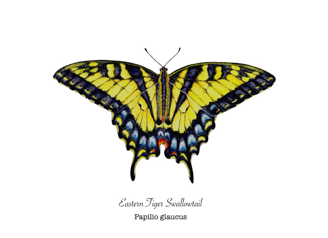 Eastern Tiger Swallowtail Butterfly Giclee Print: Watercolor Art - Etsy