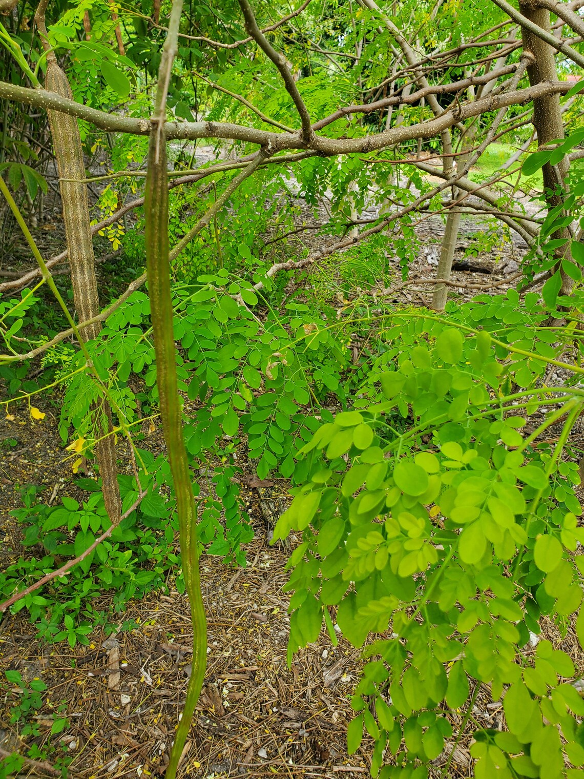 Fresh Green Organic Moringa Leaves From South FLORIDA We Pick - Etsy
