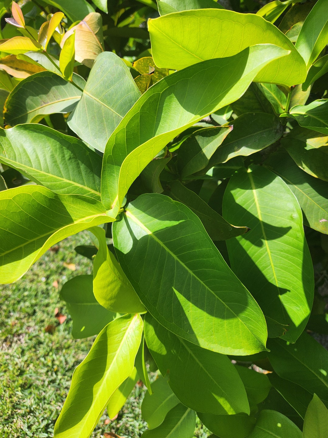 Fresh Green Organic Wax Jambu Leaves From South Florida. Great for ...