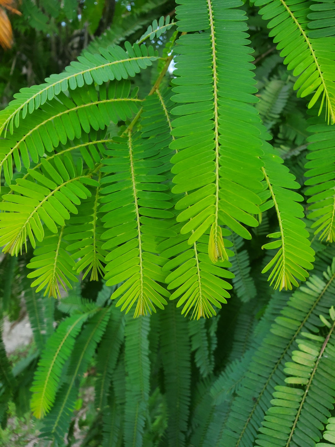 Fresh Green Amala Leaves (indian Gooseberry) NOT DRY, Fresh Green ...