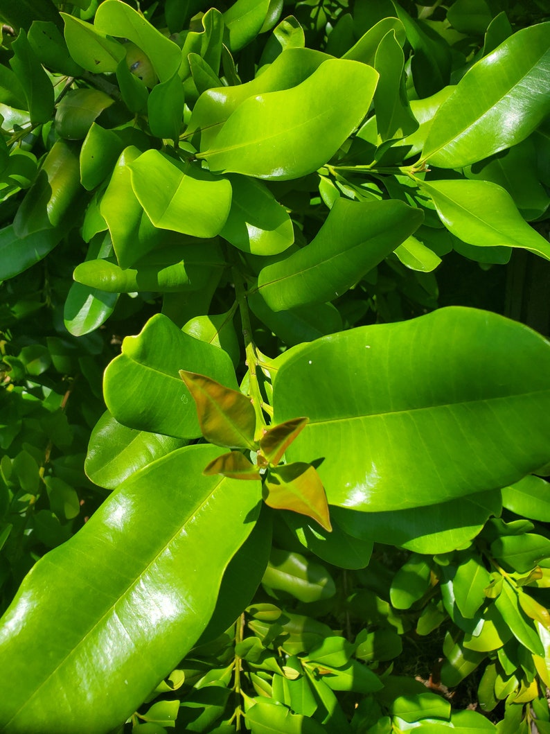 Fresh Green Organic Allspice or Pimento Leaves (west Indian Bay Rum ...