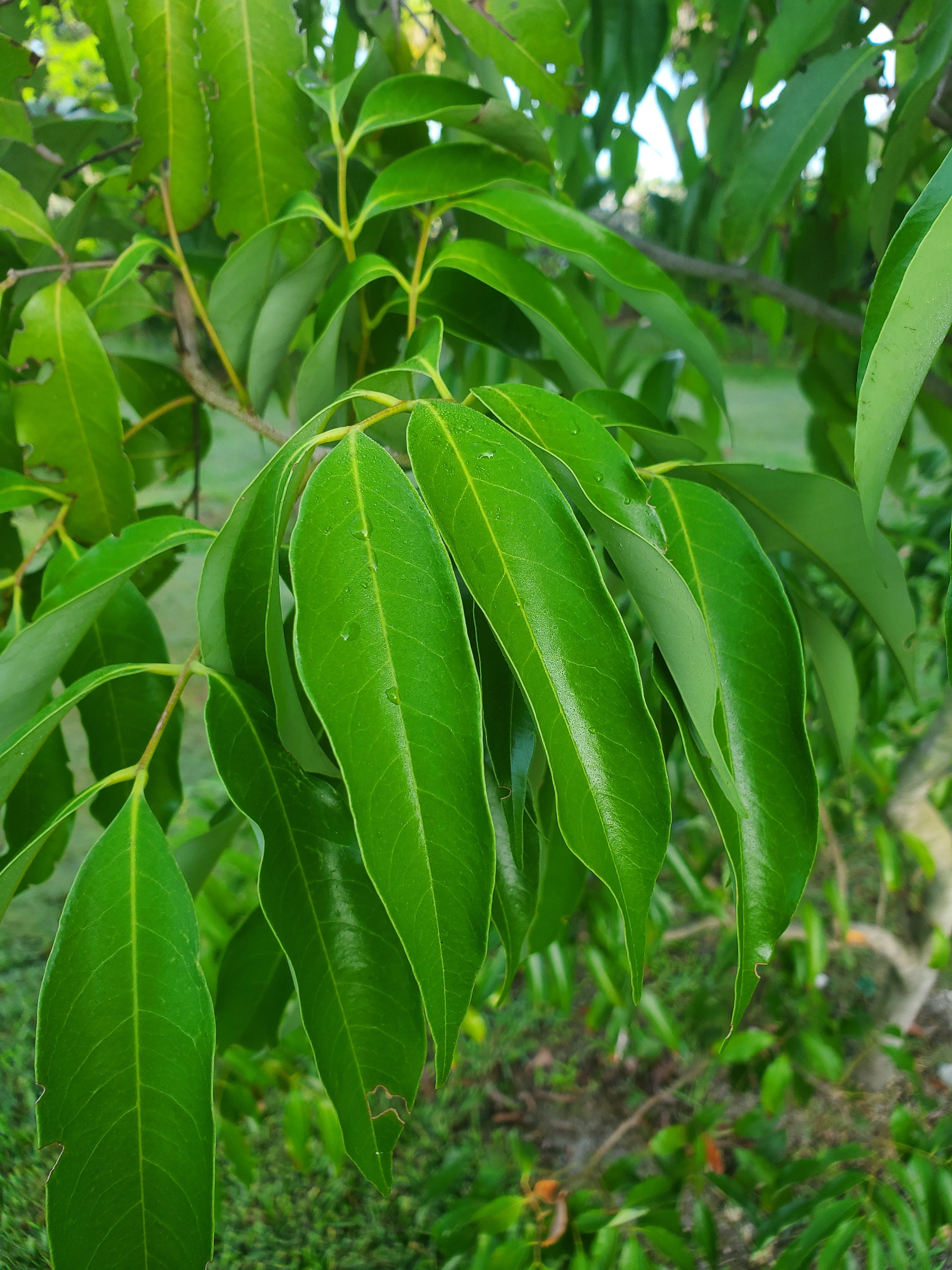 Lychee Tree Leaves