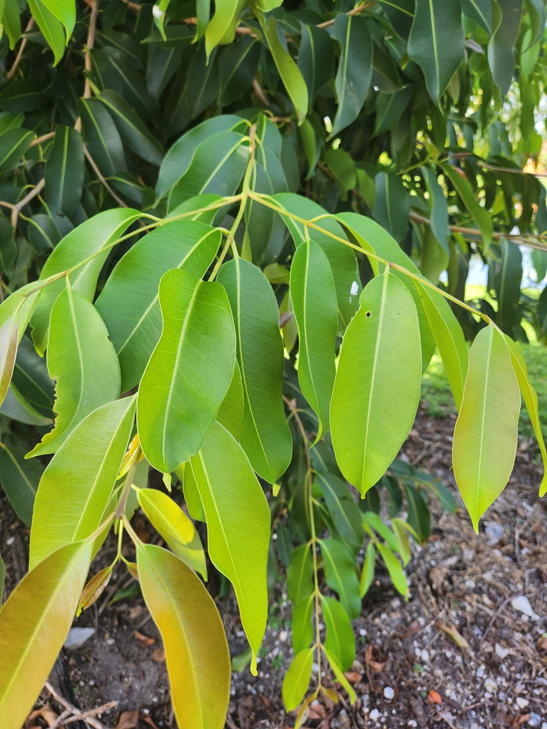 Fresh Green Jamun Leaves -organic Leaves Picked 10 Min Before Shipment ...