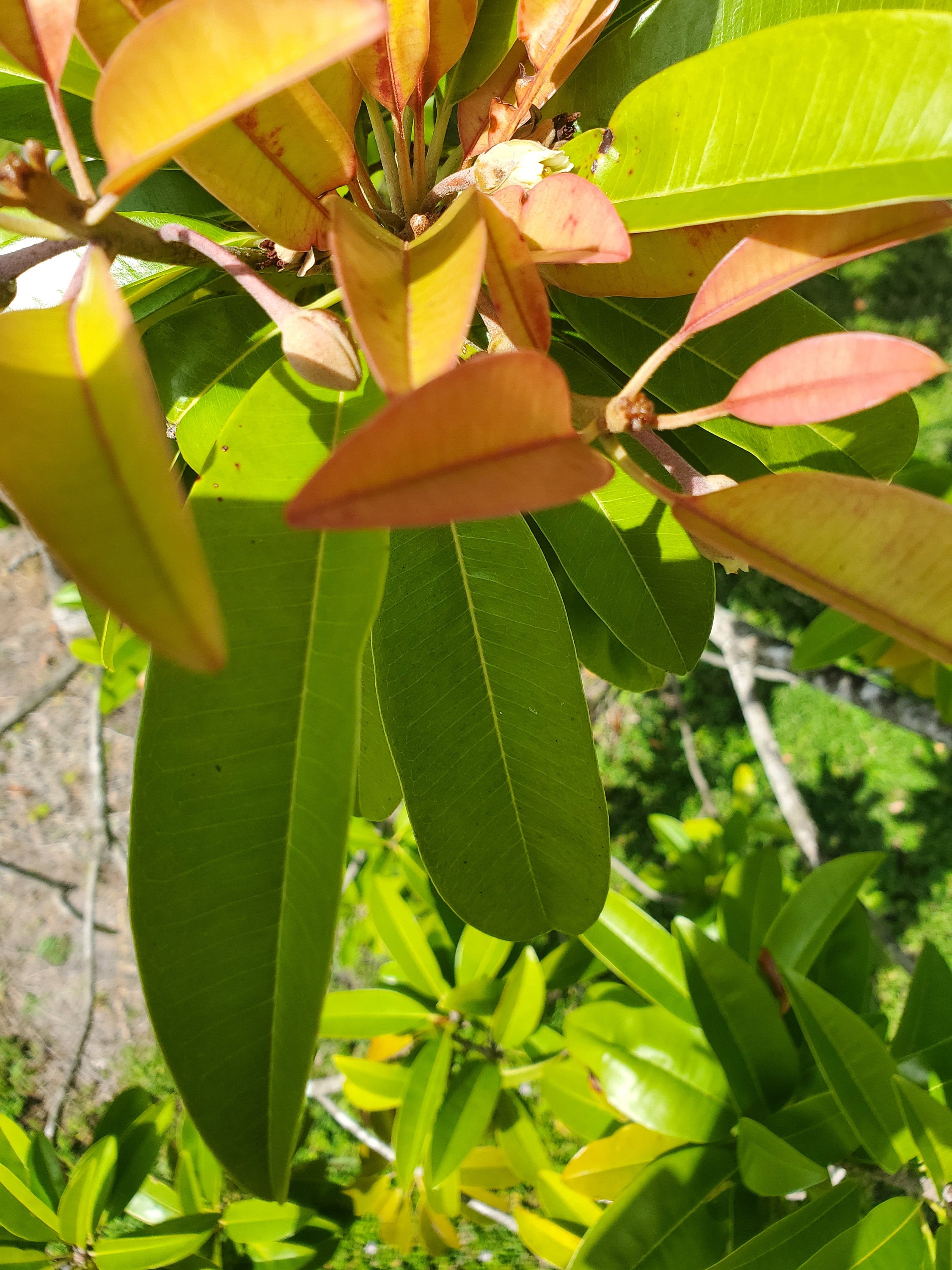 Fresh Green Sapodilla or Sapote Leaves - Hand Picked 10 Minutes Before ...