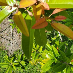 Fresh Green Sapodilla or Sapote Leaves - Hand Picked 10 Minutes Before ...