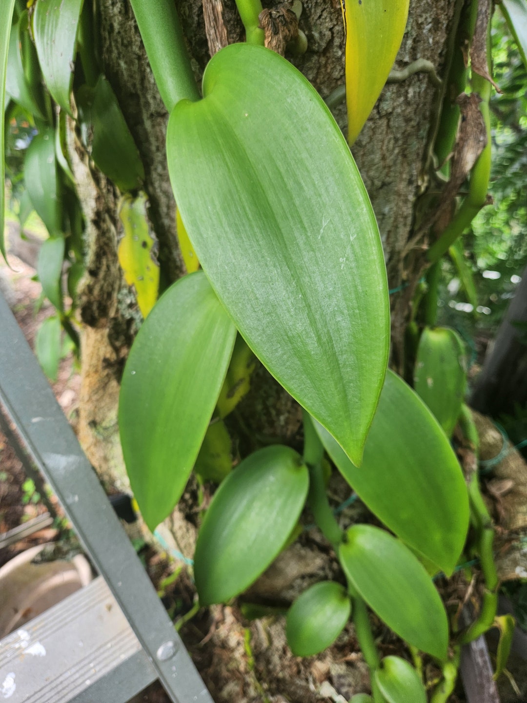 Fresh Green Vanilla-leaves ORGANIC- Not Dry (achlys Triphylla)beautiful ...