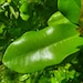 Fresh Green Organic Allspice or Pimento Leaves west Indian Bay Rum NOT ...