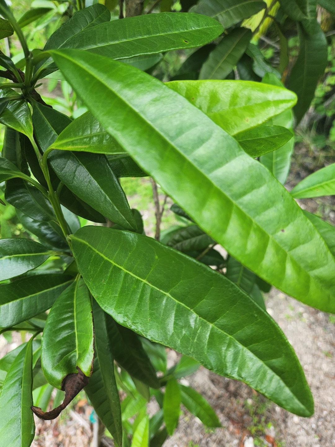 Fresh Green Bay Laurel Leaves. (organic Sweet Aroma and Flavor) Picked ...
