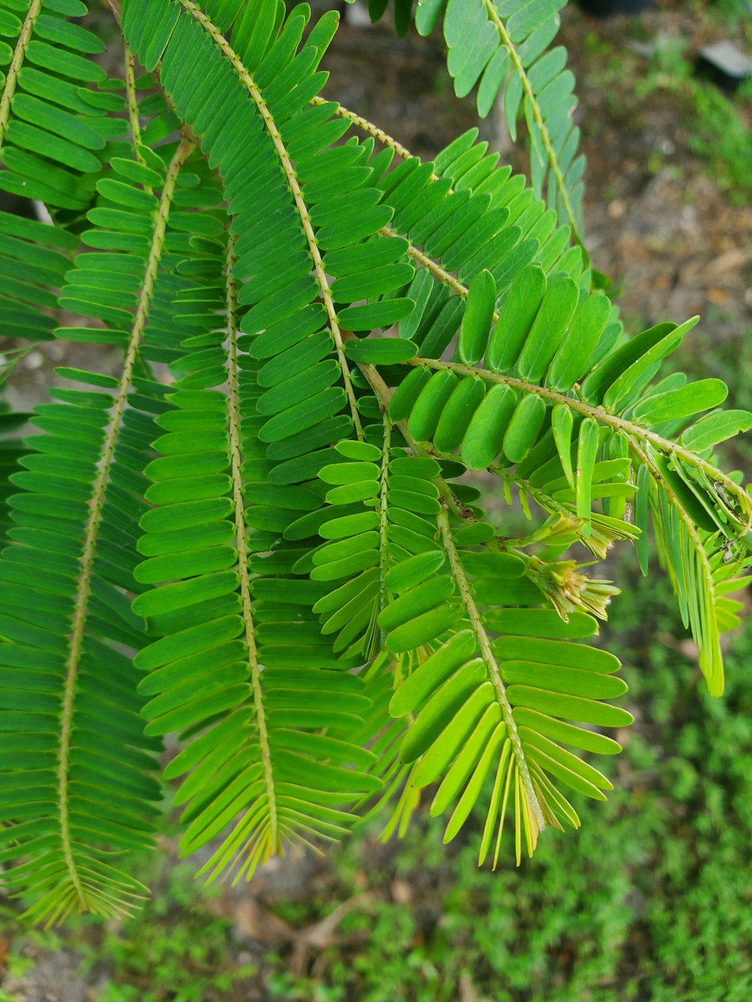 Fresh Green Amla Leaves, Organic (AKA Indian Goose Berries) NOT DRY ...