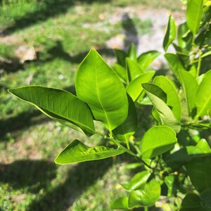 Fresh Organic Indian KEY LIME LEAVES From Florida. Kagzi (citrus ...