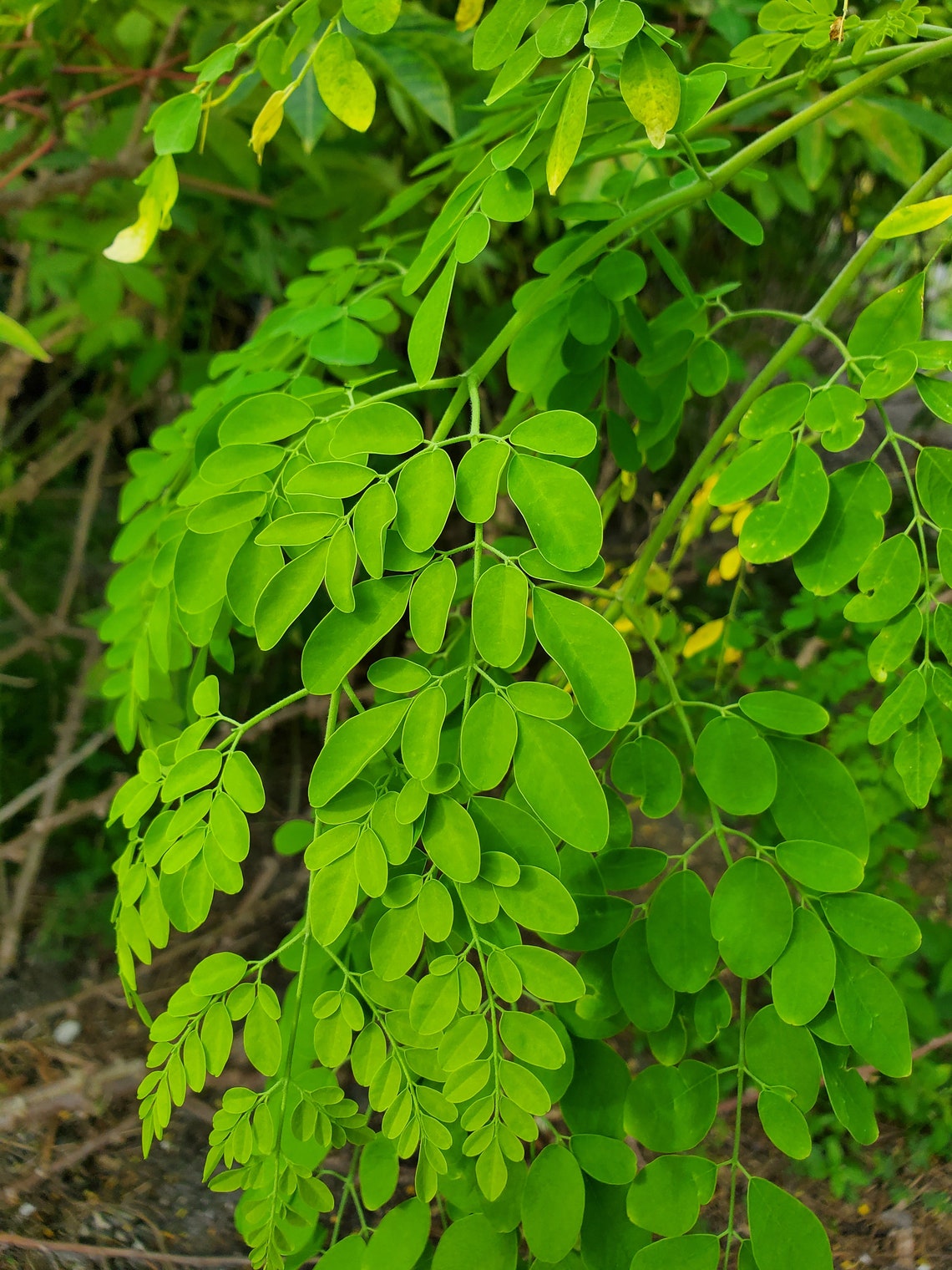 Fresh Green Organic Moringa Leaves From South FLORIDA We Pick - Etsy