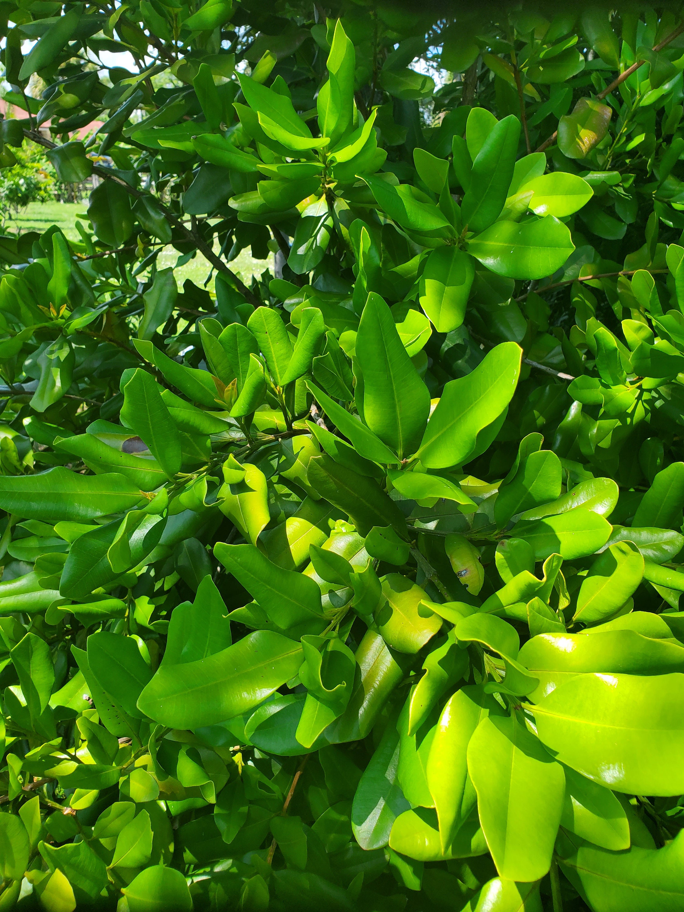 Fresh Green Organic Allspice or Pimento Leaves (west Indian Bay Rum ...