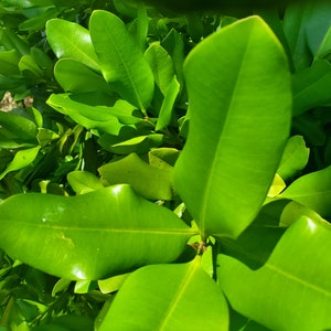 Fresh Green Organic Allspice or Pimento Leaves (west Indian Bay Rum ...