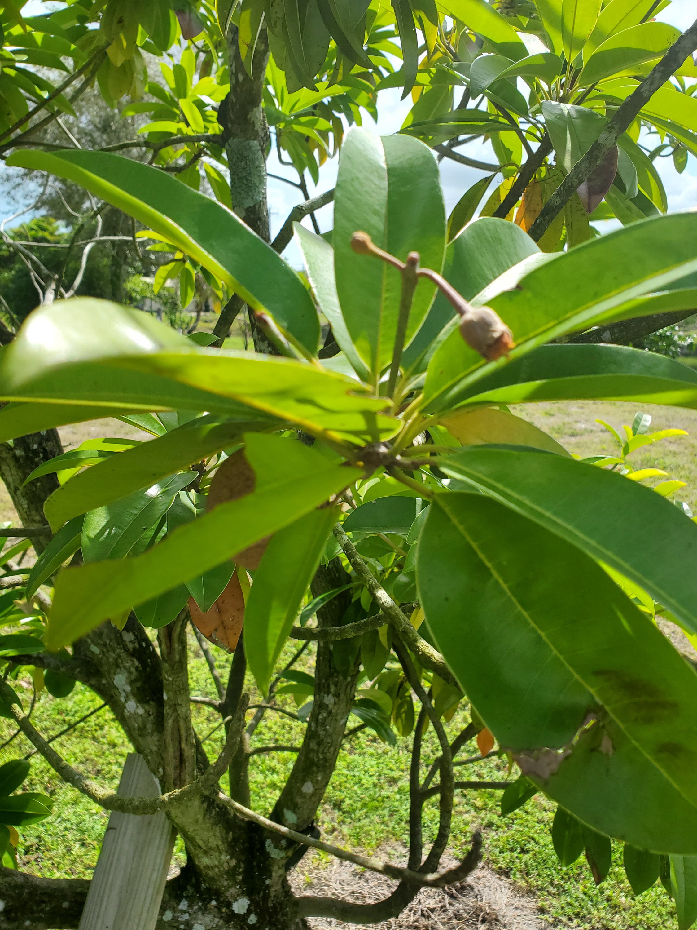 Fresh Green Sapodilla or Sapote Leaves - Hand Picked 10 Minutes Before ...