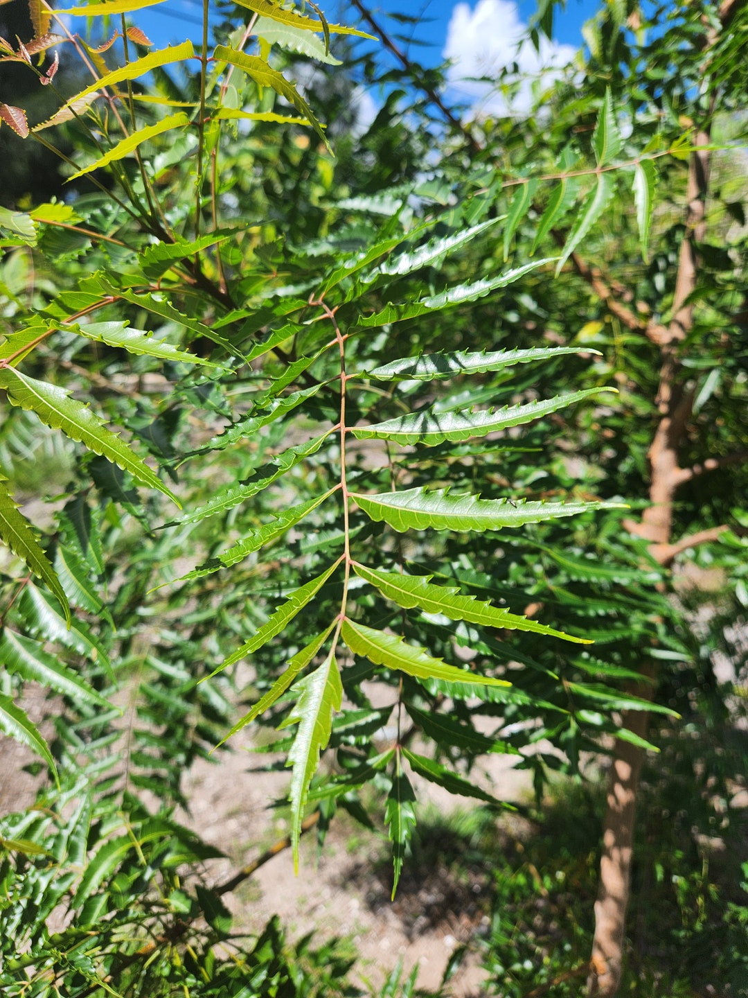 Fresh Green Neem Leaves - Organic and Picked 10 Minutes Before Shipment ...