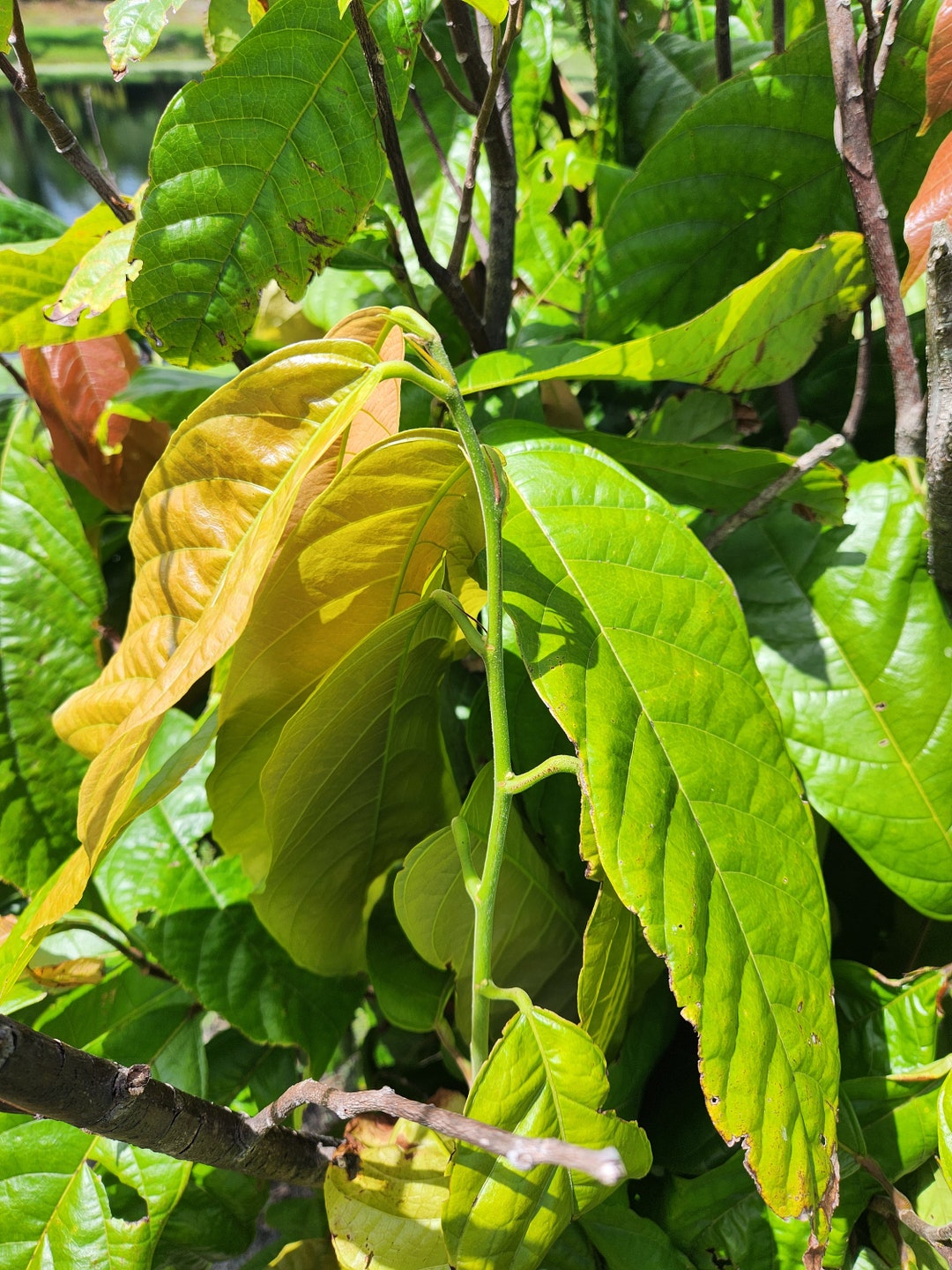 Fresh Green Cacao Leaves Organic Chocolate Tree Cacaofrom South Florida ...