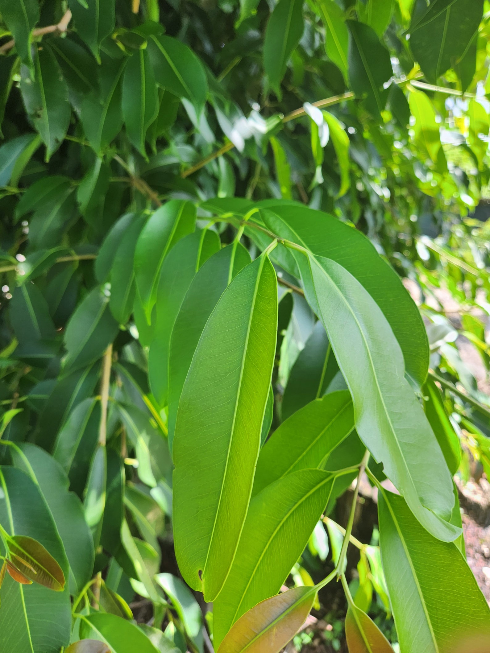 Fresh Green Jamun Leaves -organic Leaves Picked 10 Min Before Shipment ...