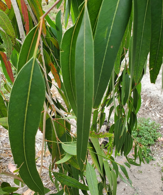 Dry Green Leaves