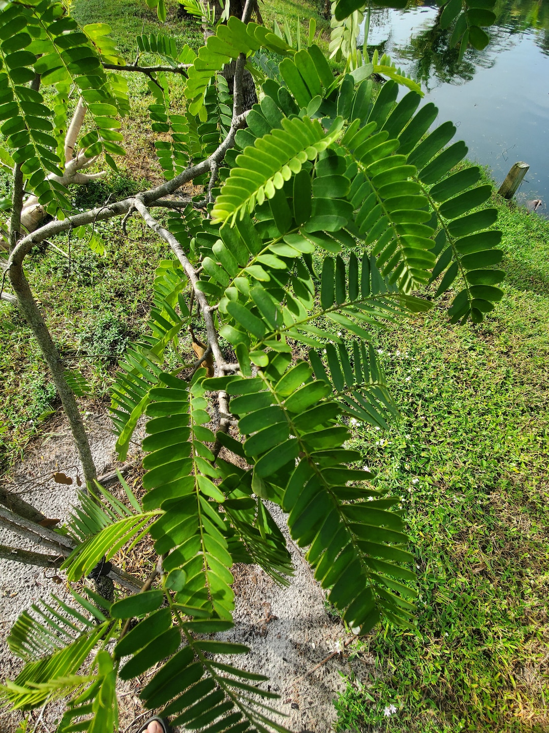 Fresh Green -TAMARIND Leaves -NOT DRY. Organic Indian Imli Leaves ...