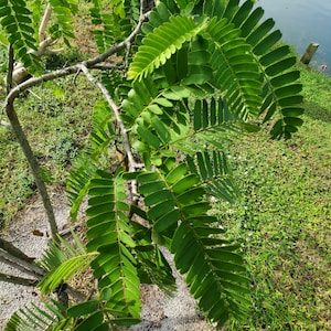 Fresh Green -TAMARIND Leaves -NOT DRY. Organic Indian Imli Leaves ...