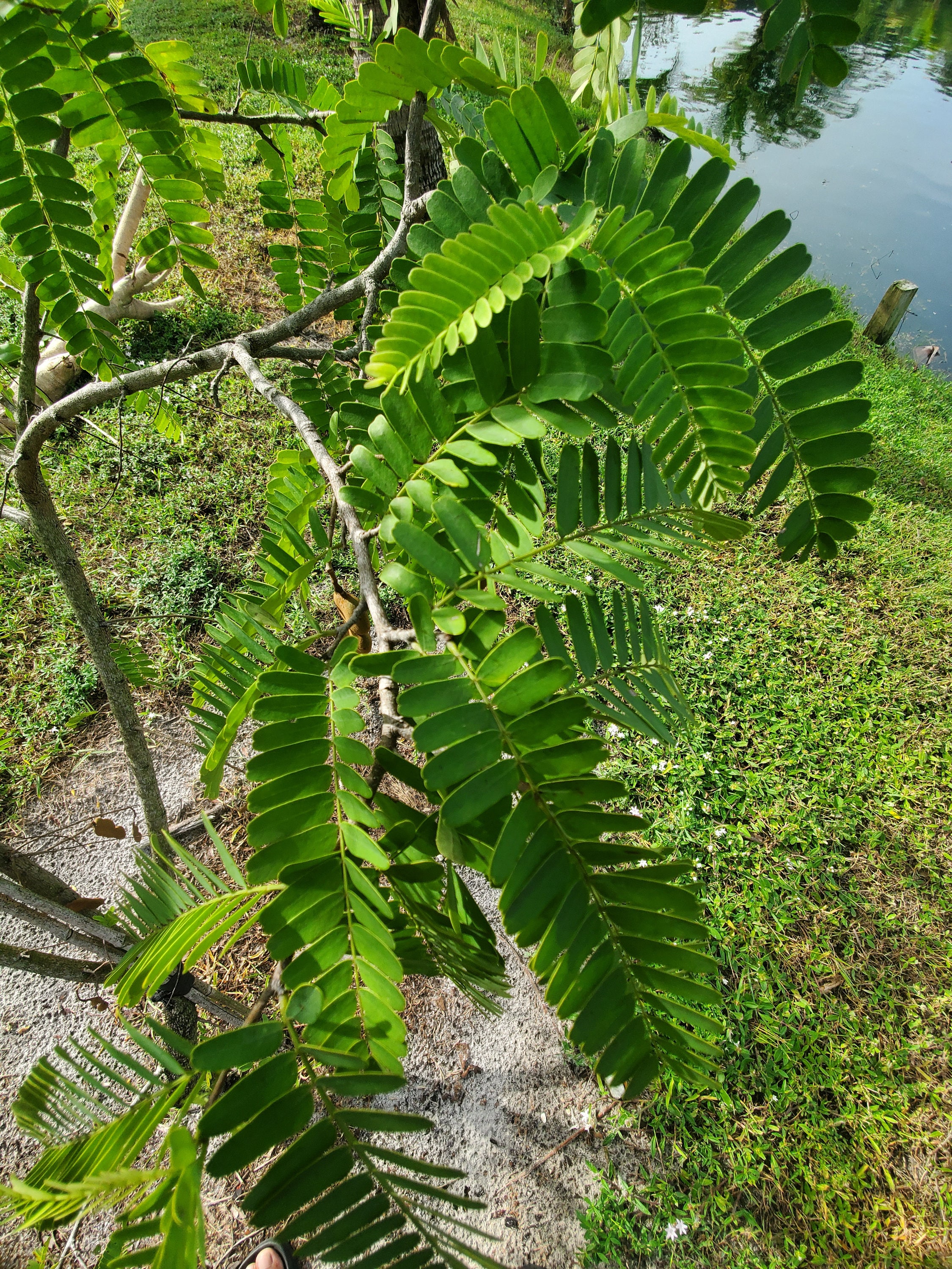 Fresh Green -TAMARIND Leaves -NOT DRY. Organic Indian Imli Leaves ...