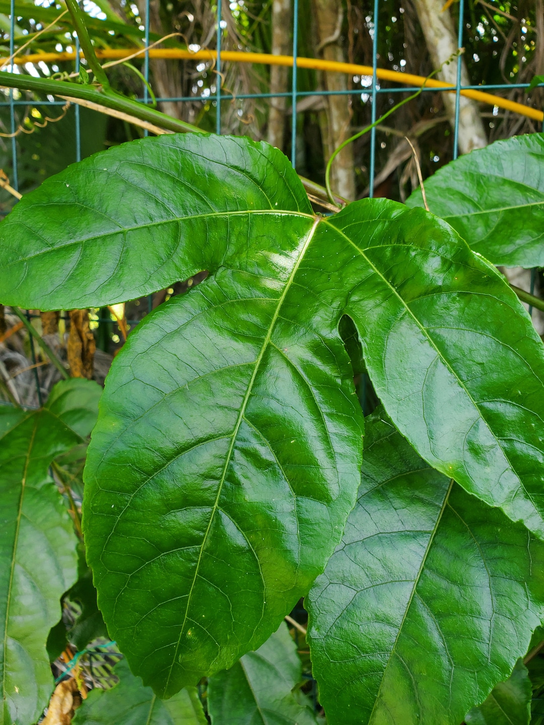 Fresh Green Passion Fruit Leaves - NOT DRY Leaves. Hand Picked 10 ...