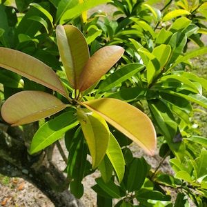 Fresh Green Sapodilla or Sapote Leaves - Hand Picked 10 Minutes Before ...