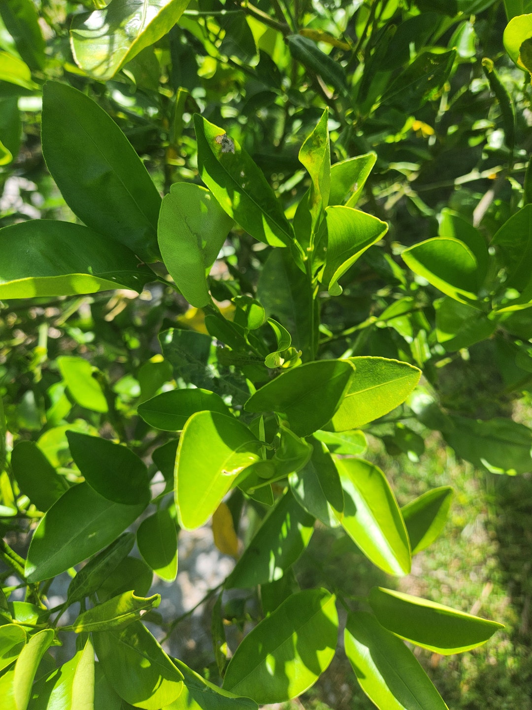 Fresh Organic Indian KEY LIME LEAVES From Florida. Kagzi (citrus ...