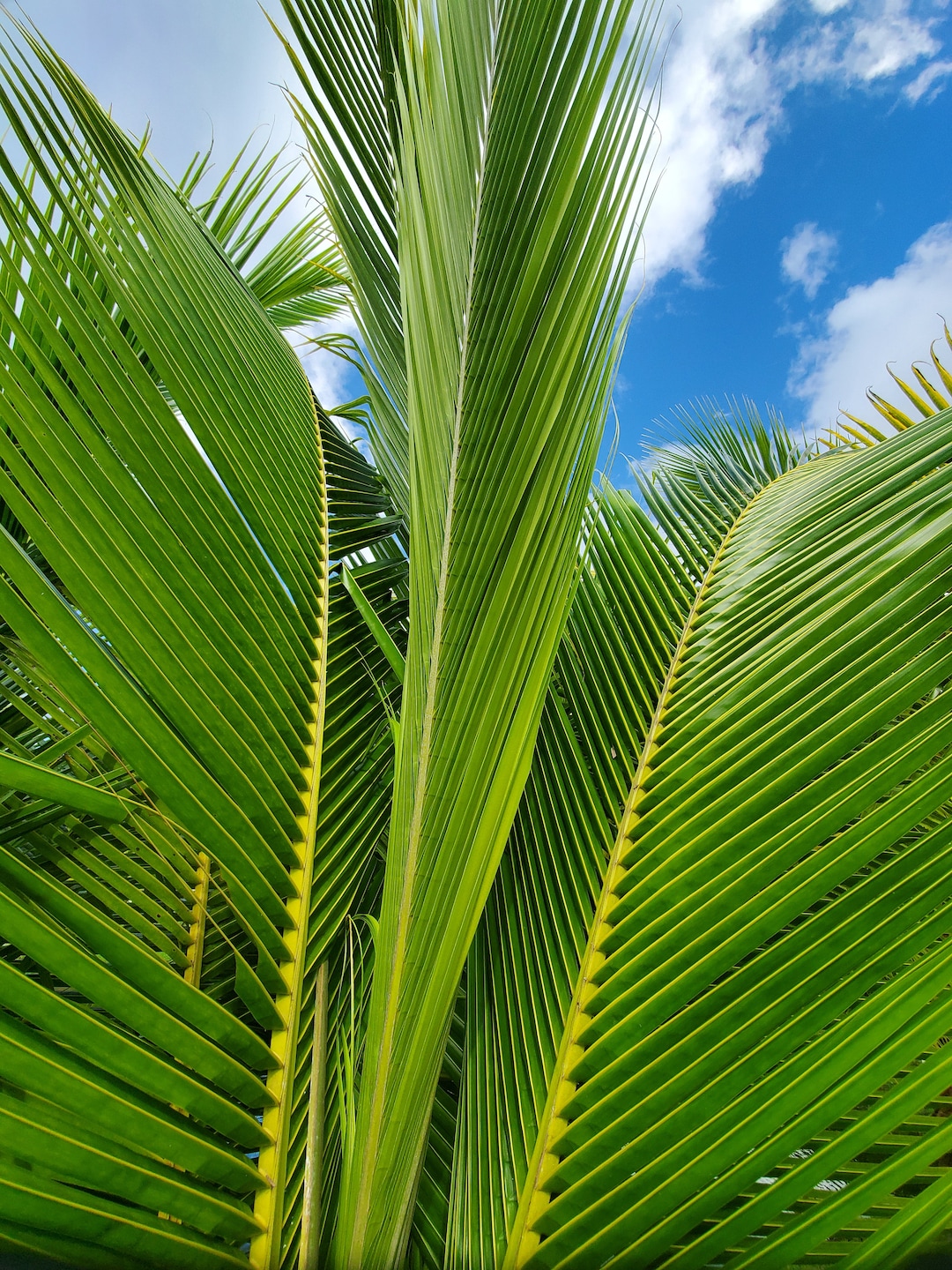 Coconut Leaves - 75 Green Leaves NOT DRY Leaves. From South Florida ...