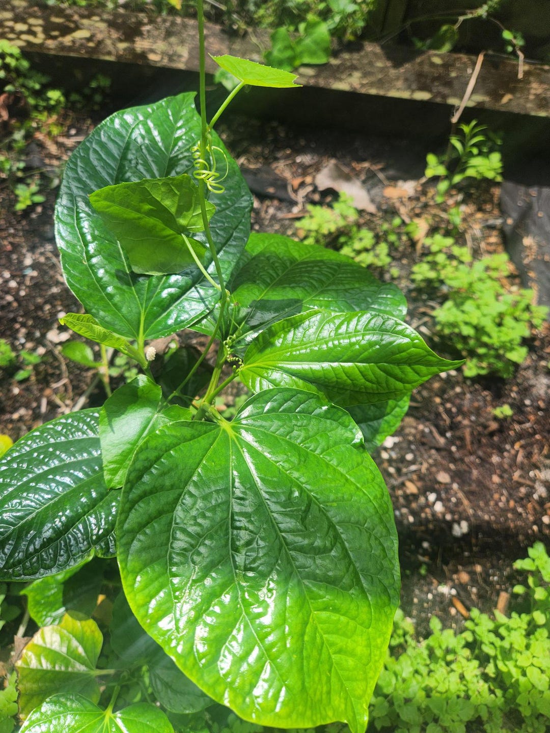 Fresh Geen Long Pepper Leaves-large Leaves Organic (pippali Thippali ...