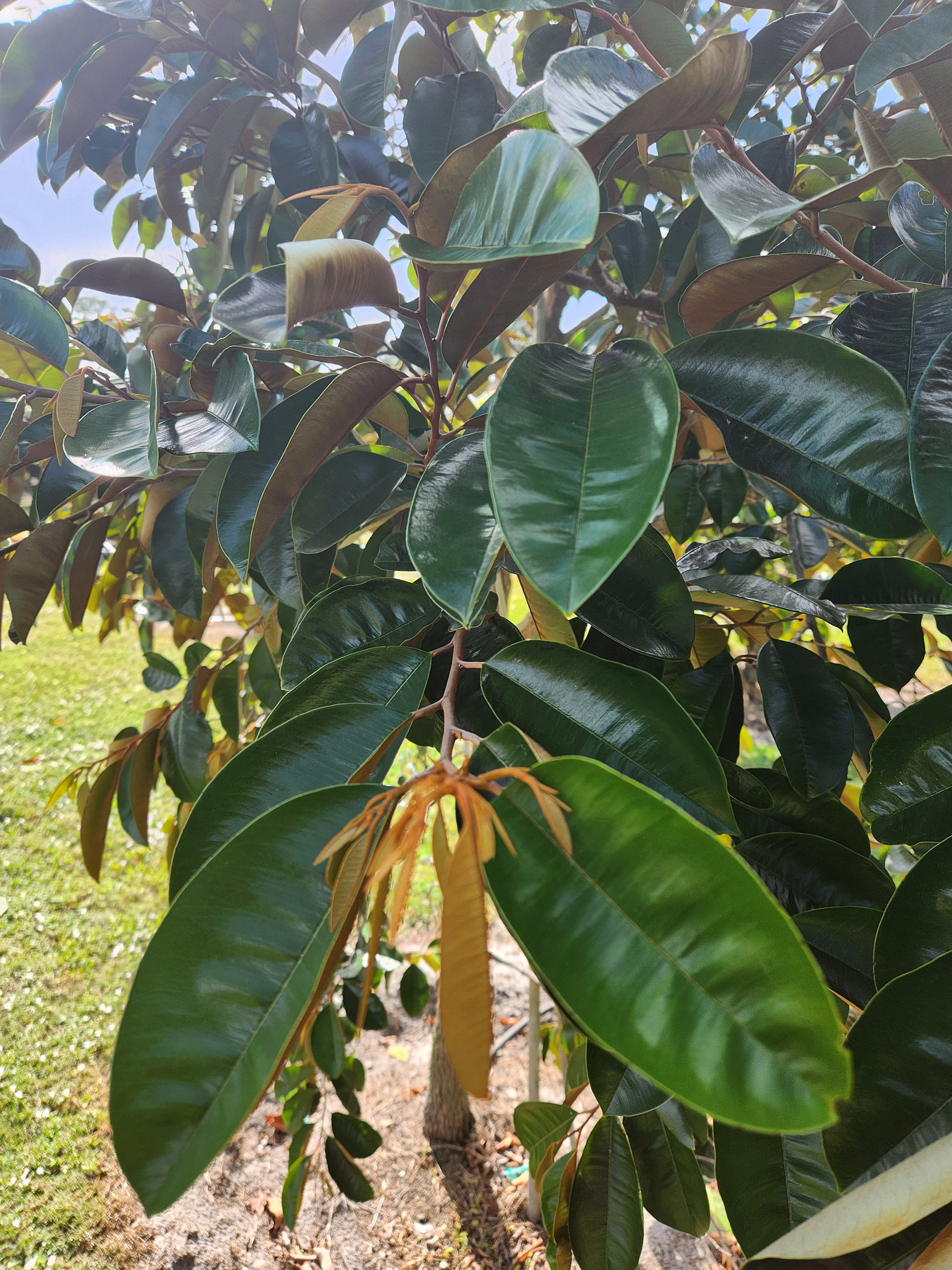 Fresh Green Star Apple or Caimito Leaves -and Organic From South ...