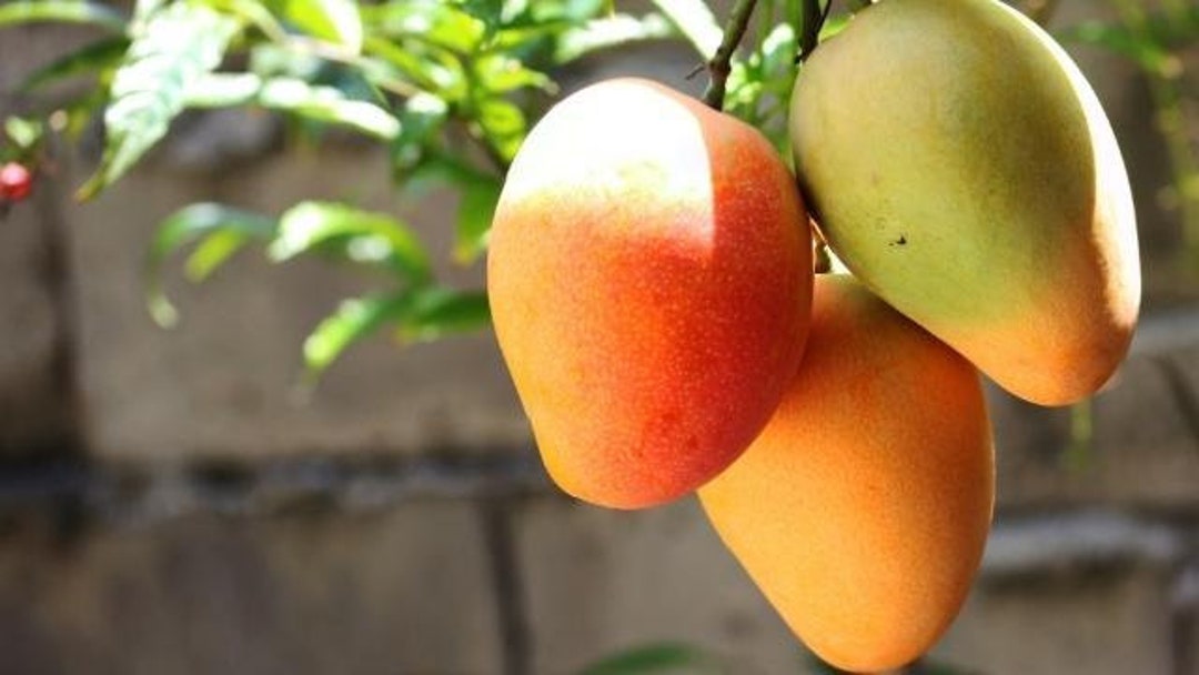 ORDER EARLY Very Sweet bombay Mangos fruit Organic From South Florida ...