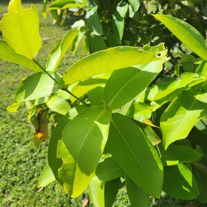 Fresh Green Organic Wax Jambu Leaves From South Florida. Great for ...