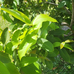 Fresh Green Organic Wax Jambu Leaves From South Florida. Great for ...