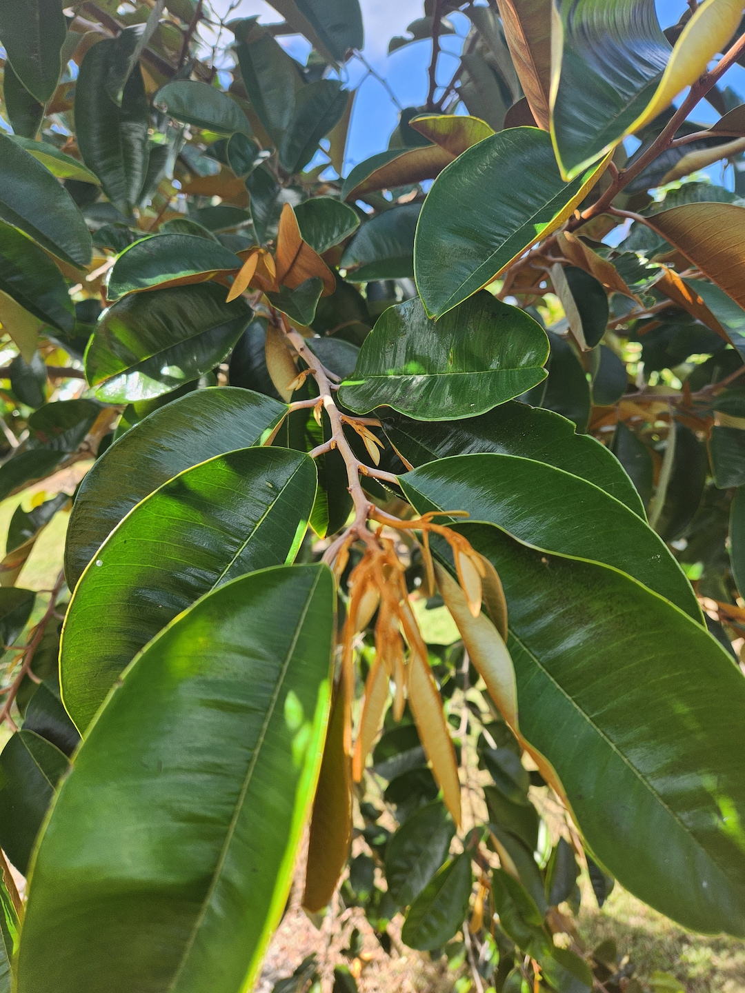Fresh Green Star Apple or Caimito Leaves -and Organic From South ...