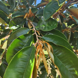 Fresh Green Star Apple or Caimito Leaves -and Organic From South ...
