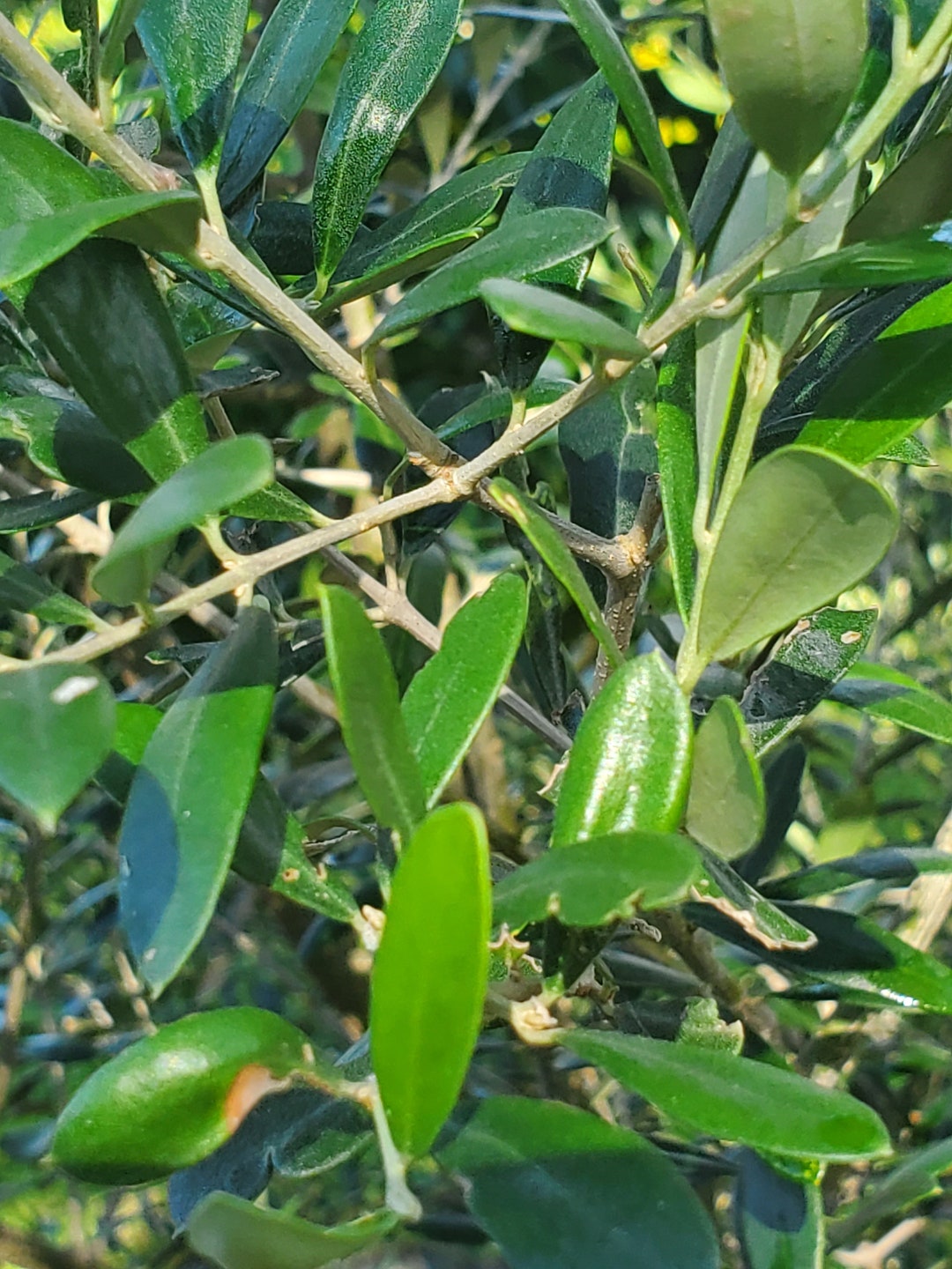 Fresh Green Olive Leaves or Olive Branches Organic NOT DRY Leaves. Hand ...