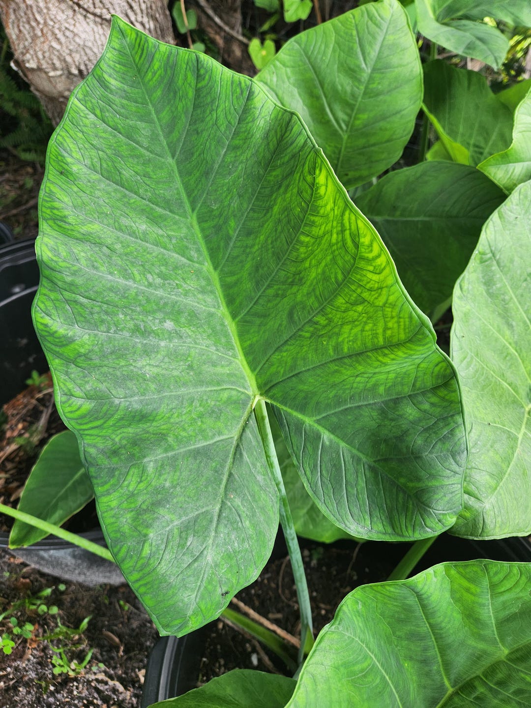 Fresh Green Organic Elephant Ear Leaves or Taro Leaves Rain Water Only ...