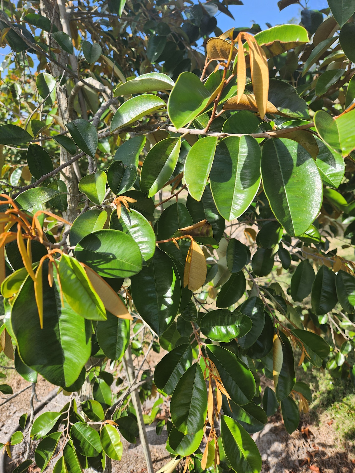 Fresh Green Star Apple or Caimito Leaves -and Organic From South ...