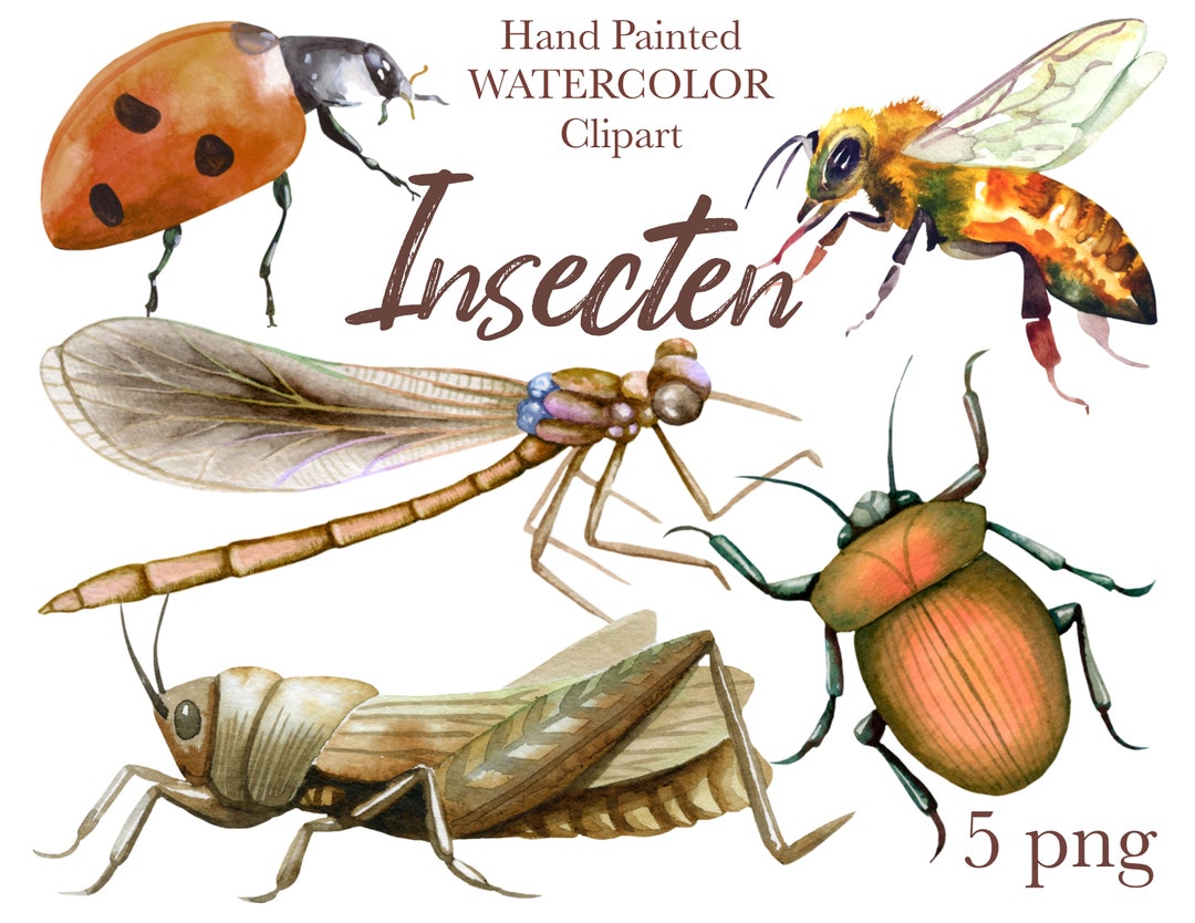 Insects Clipart Digital Watercolor Illustration Insect Clip - Etsy