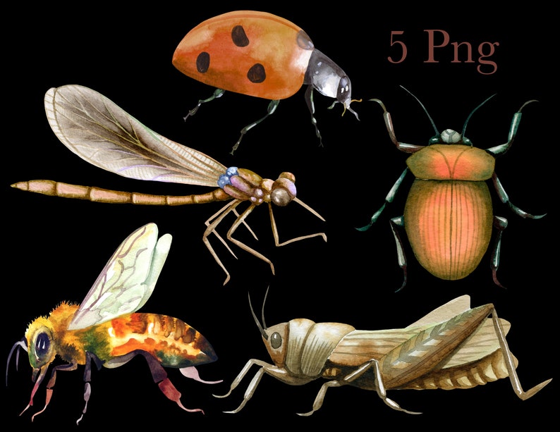 Insects Clipart Digital Watercolor Illustration Insect Clip | Etsy
