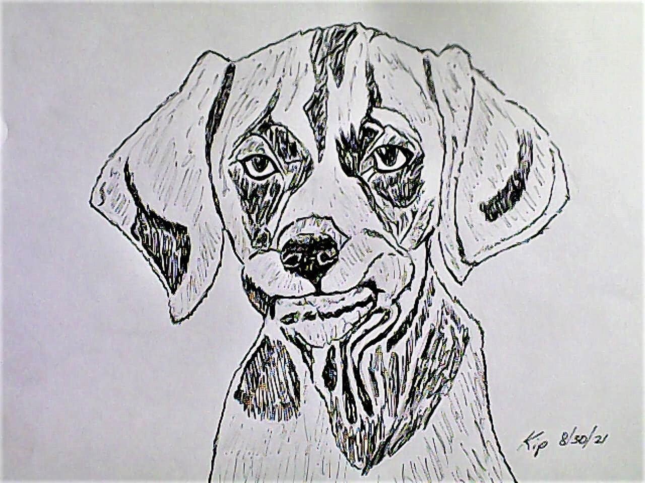 Angry Dog Pen and Ink Drawing - Etsy