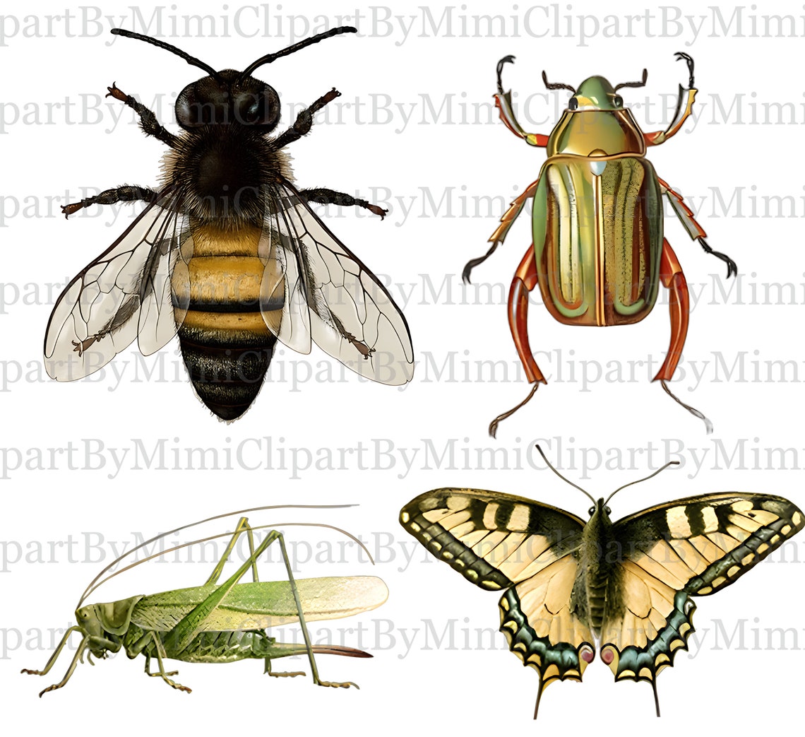 Insect Clipart Separate PNG Vintage Images of Bugs Digital Download ...