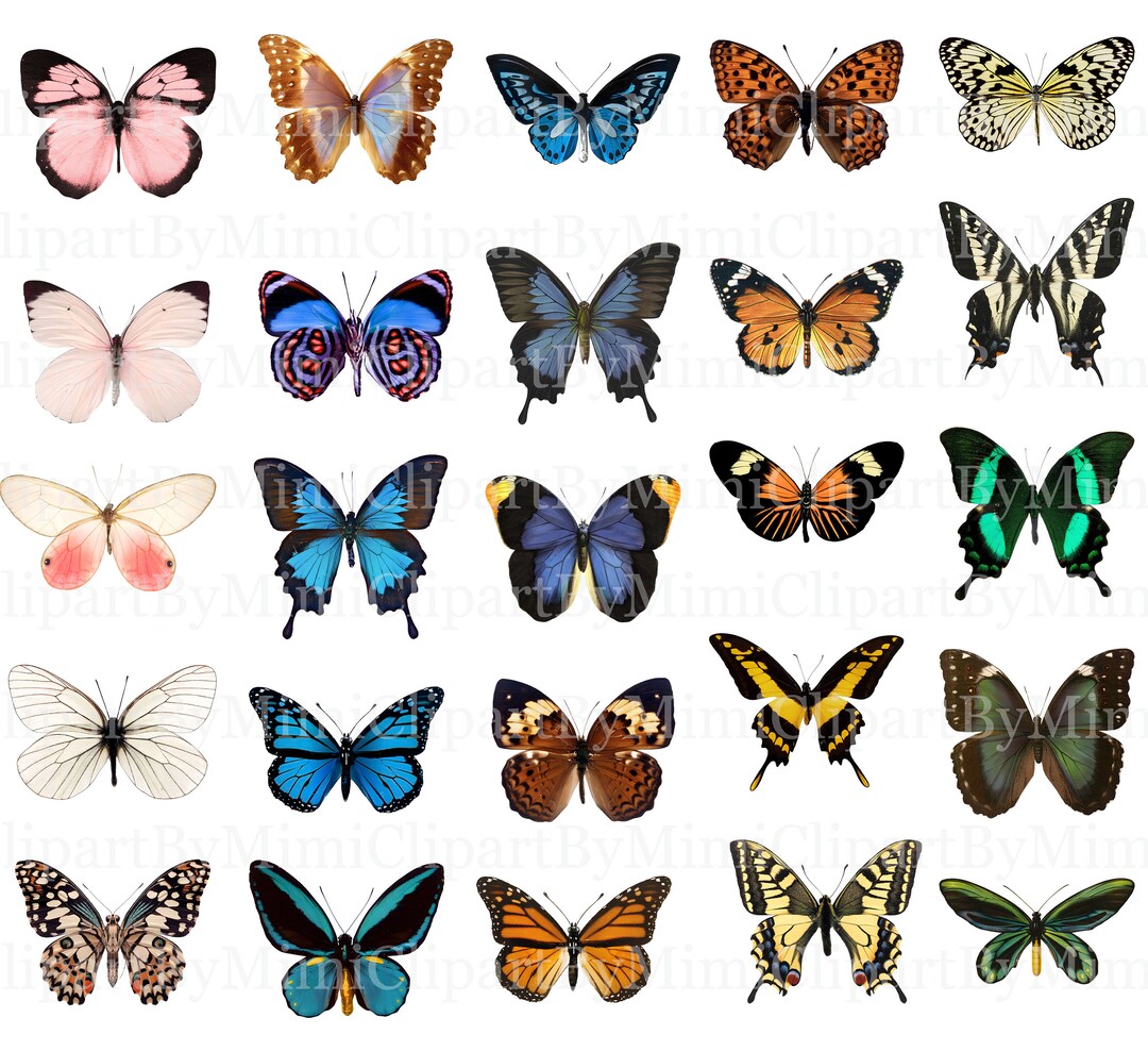 Butterfly Clipart Separate PNG Vintage Images of Butterflies Digital ...