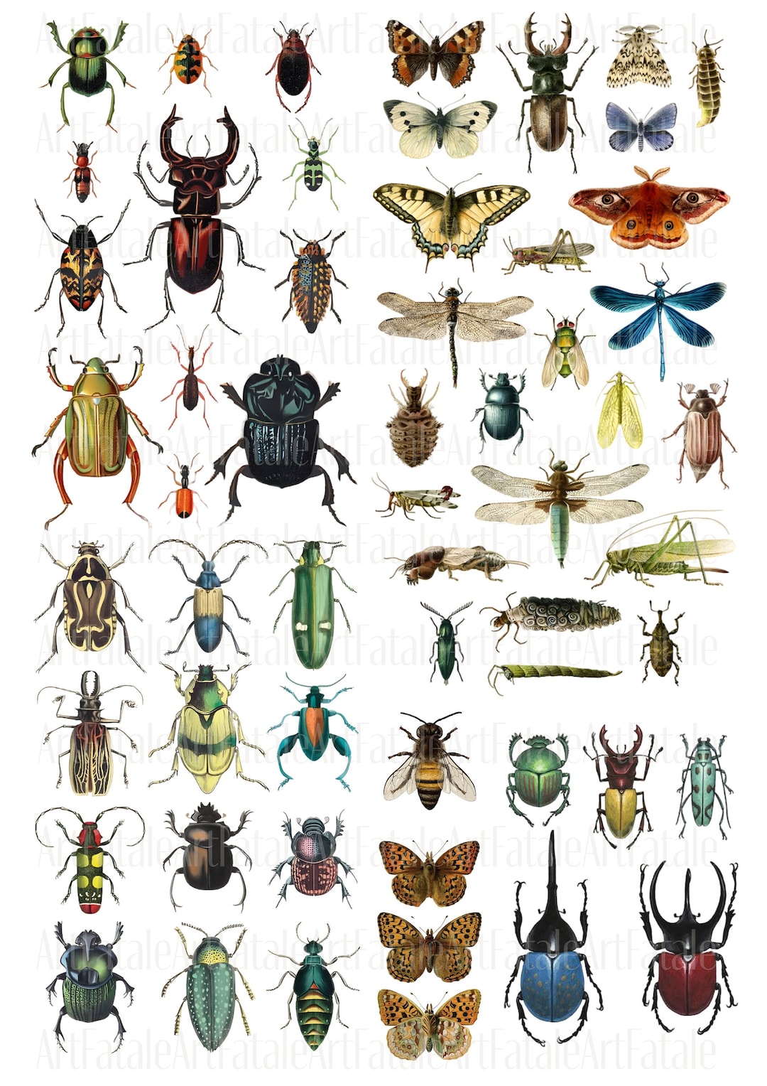Insect Clipart Separate PNG Vintage Images of Bugs Digital - Etsy
