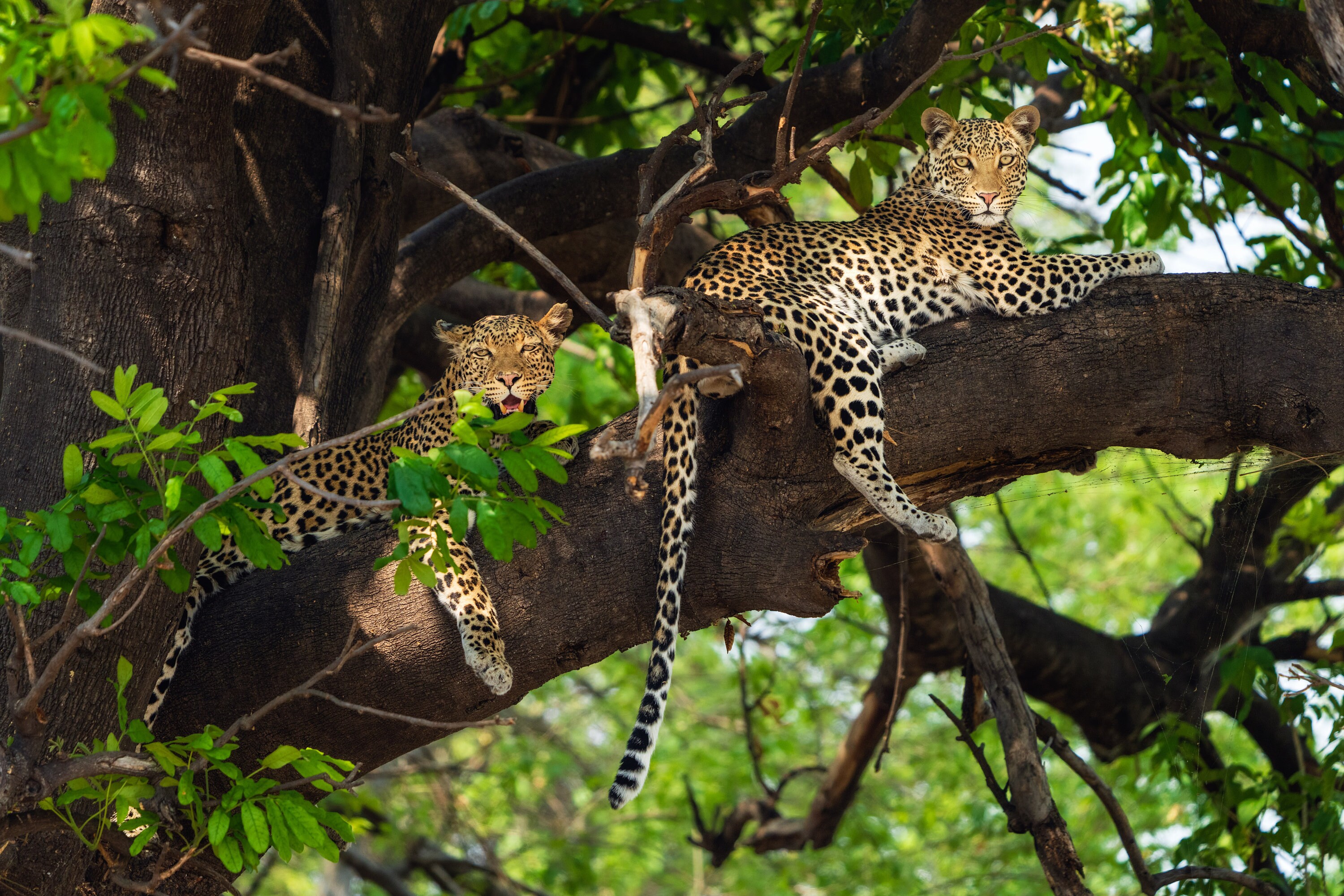 Leopards in a Tree Wall Art, Leopard Canvas Print, Animals Photography ...