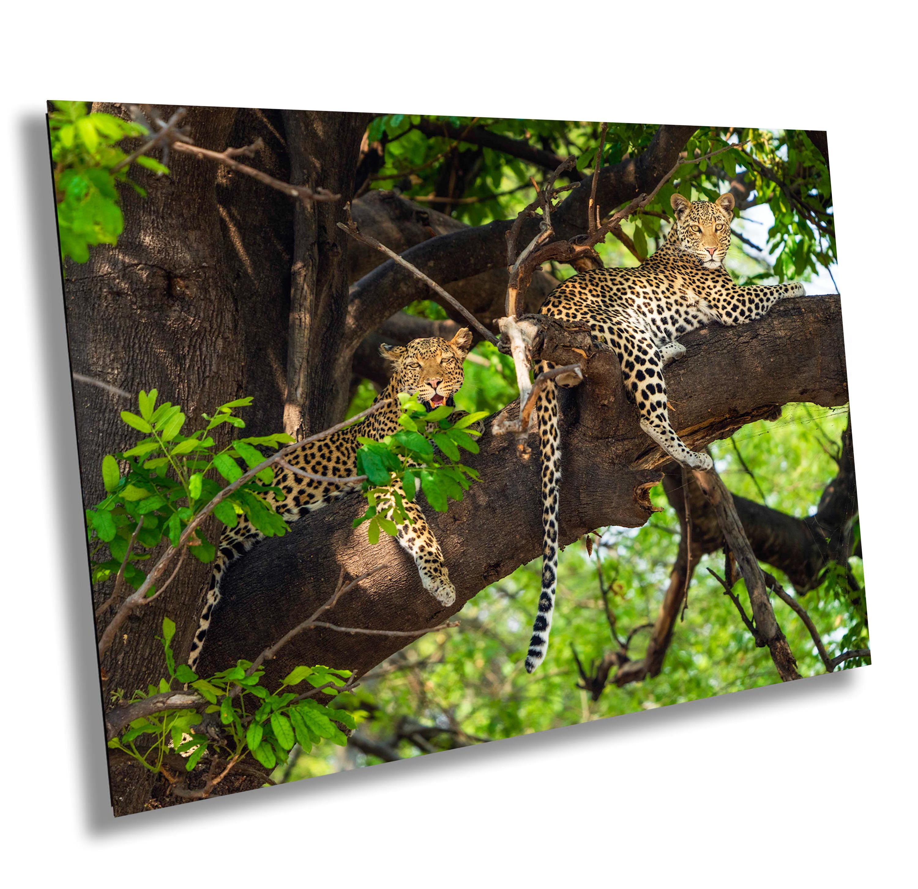 Leopards in a Tree Wall Art, Leopard Canvas Print, Animals Photography ...